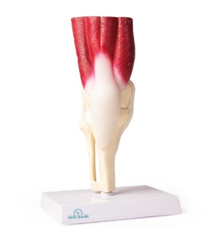 Polvi: nivel ja lihakset - Mekalasi Oy